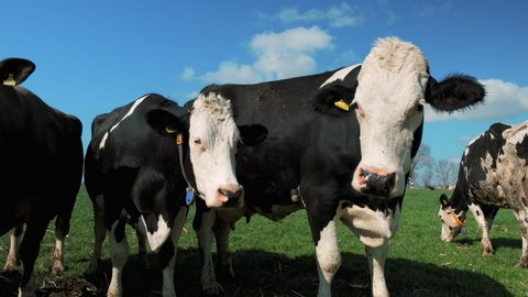 Ms Pan Cows Pasture Wyns Friesland Stock Footage Video (100% Royalty ...