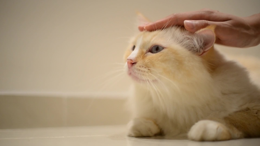 Touch Cat Head Stock Video Footage - 4K and HD Video Clips | Shutterstock