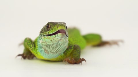 Green Lizard On White Screen Background Stock Footage Video (100% ...