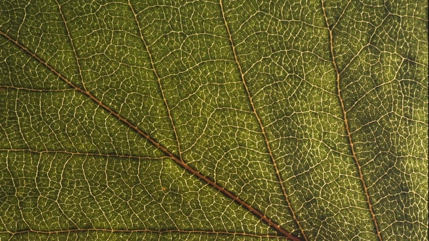Linear Leaf Pattern Stock Video Footage - 4K and HD Video Clips ...