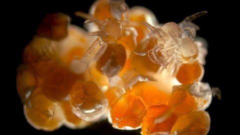 Spider Under Microscope Arachnida Class Arthropoda Stock Footage Video ...