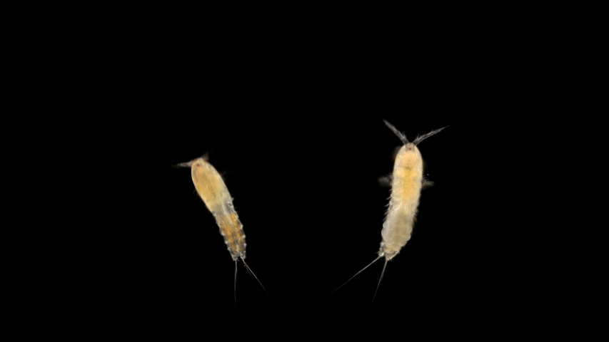 copepoda harpacticoida under microscope class hexanauplia Stock Footage ...