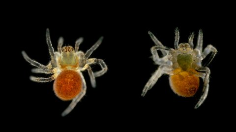 Spider Under Microscope Arachnida Class Arthropoda Stock Footage Video ...