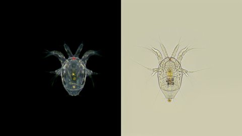 Nauplius Larva Cyclopidae Under Microscope Visible Stock Footage Video ...