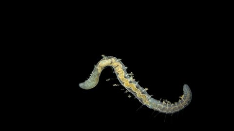 Worm Nais Sp Under Microscope Tubificidae Stock Footage Video (100% ...