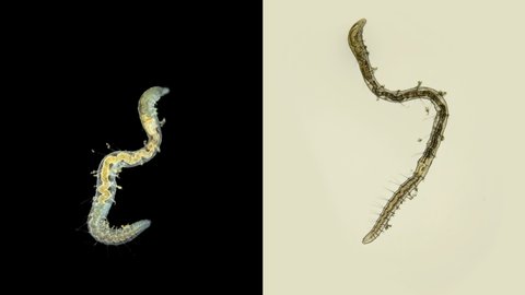 Worm Nais Sp Under Microscope Tubificidae Stock Footage Video (100% ...