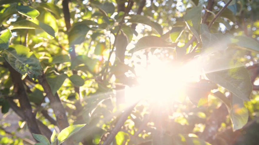 ray sunshine through foliage trees beautiful Stock Footage Video (100% ...