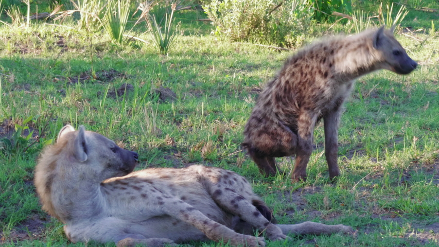 Two Hyenas in the Wild image - Free stock photo - Public Domain photo ...