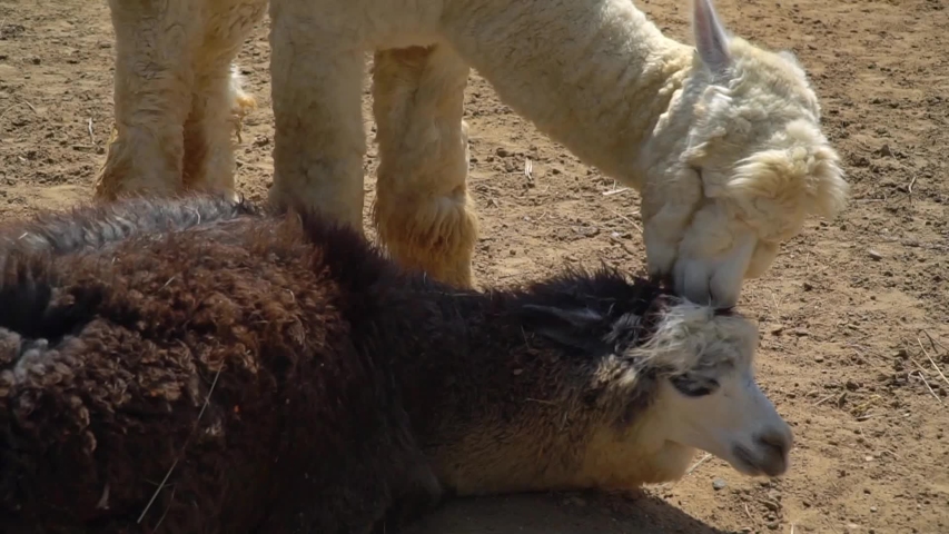 two lama llamas love each other Stock Footage Video (100% Royalty-free ...