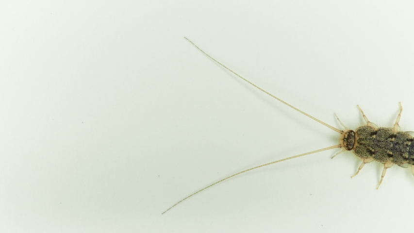 85 Silverfish Stock Video Footage - 4K and HD Video Clips | Shutterstock