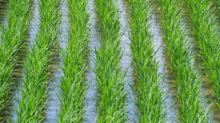 Japan in Early Summer. Paddy Stock Footage Video (100% Royalty-free ...