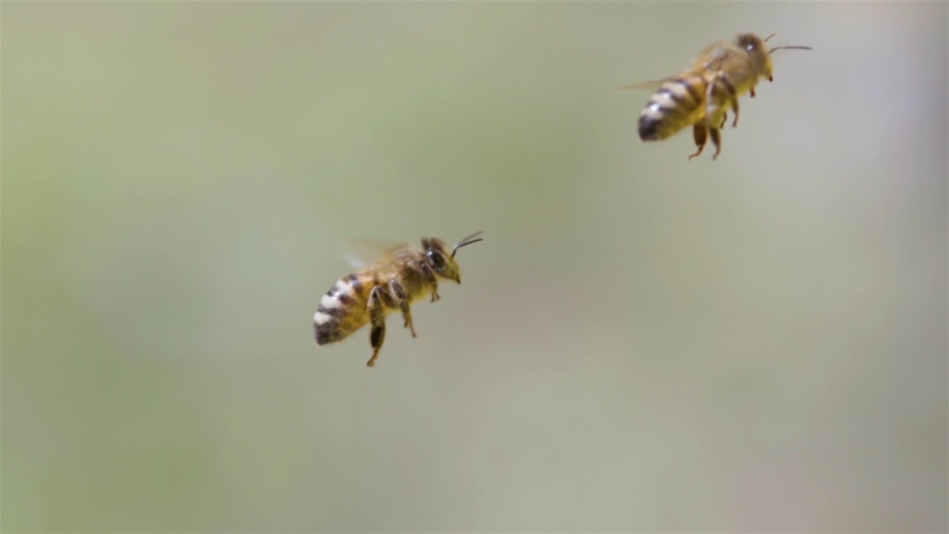 Dangerous Bees Stock Video Footage - 4K and HD Video Clips | Shutterstock