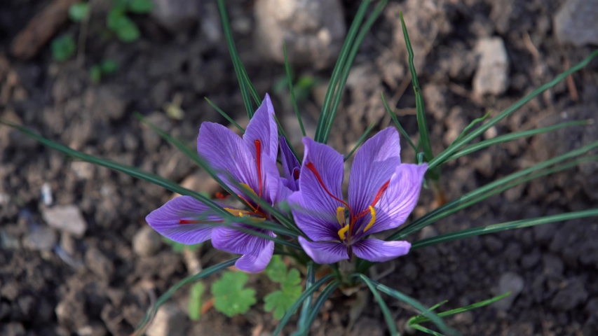 top view saffron flower close up Stock Footage Video (100% Royalty-free ...