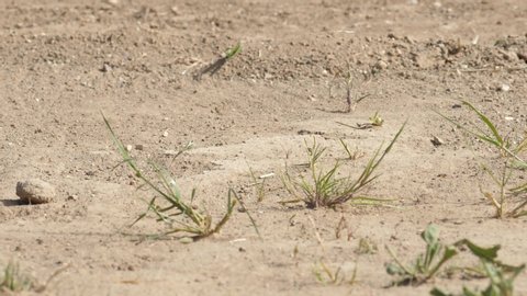 Slow Motion Swift Sweep On Ground Stock Footage Video (100% Royalty ...