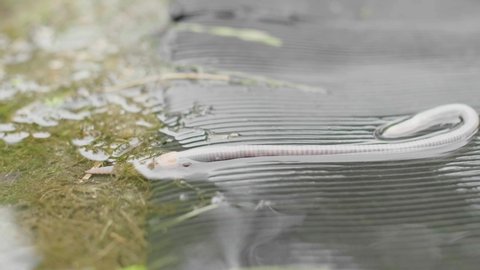 Earthworm Swim Water Puddle After Rainy Stock Footage Video (100% ...