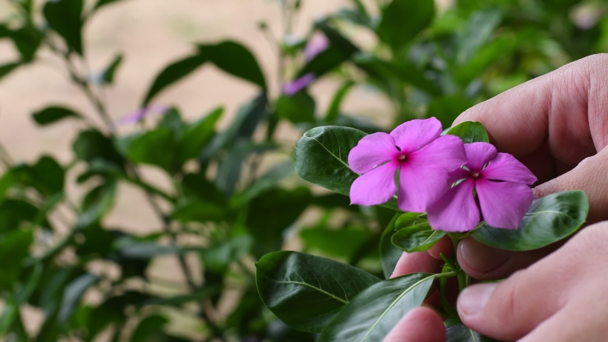 Periwinkle Background Stock Video Footage - 4K and HD Video Clips ...