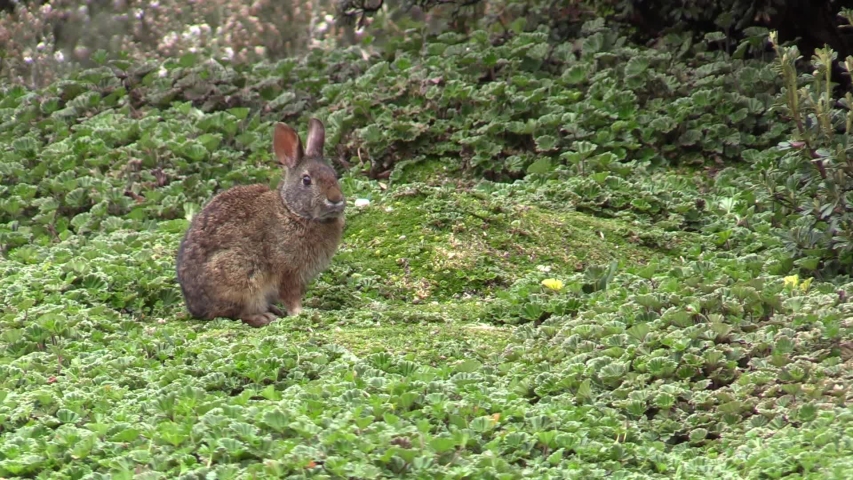 Brazilian Rabbit Stock Video Footage - 4K and HD Video Clips | Shutterstock