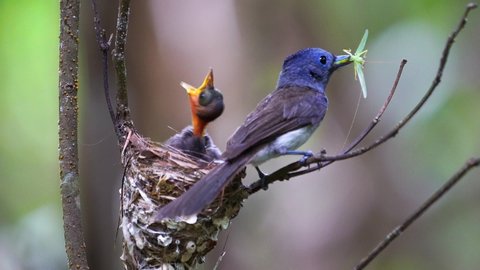 Blacknaped Monarch Birds Catching Insects Come Stock Footage Video (100 ...