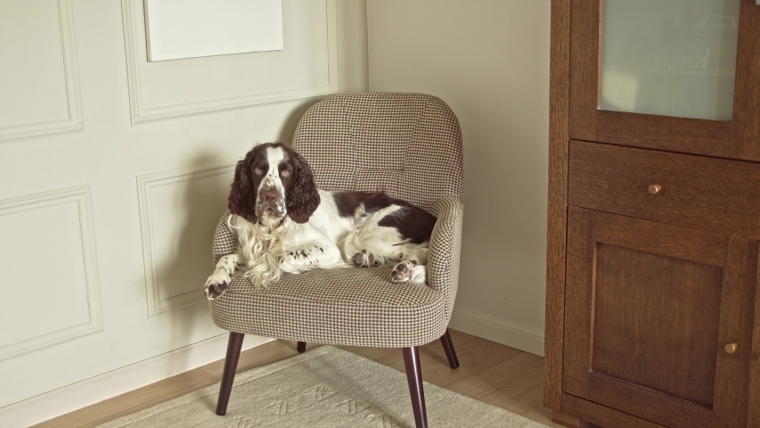 Springer Spaniel Puppy Stock Video Footage - 4K and HD Video Clips ...