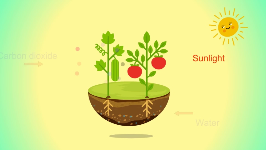 biology photosynthesis process animation Stock Footage Video (100% ...