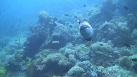 Titan Triggerfish Attack Philippines Stock Footage Video (100% Royalty ...