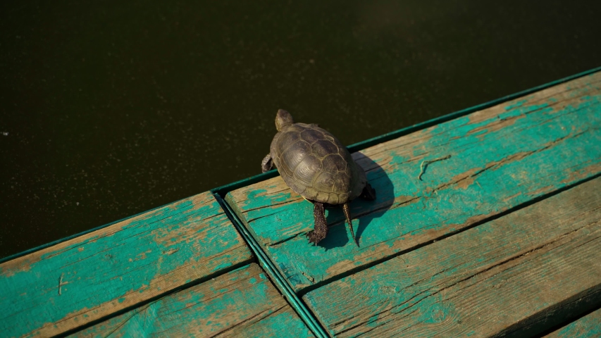 tortoise walking on wooden bridge turtle Stock Footage Video (100% ...