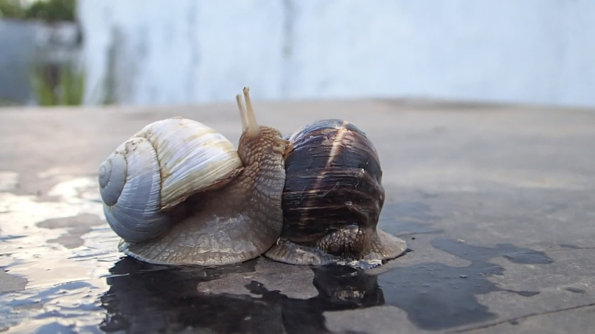 albino garden snail moving slowly Stock Footage Video (100% Royalty ...