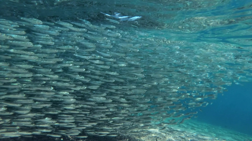 Massive School of Small Fish Stock Footage Video (100% Royalty-free ...