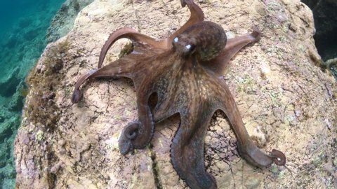 Underwater Video Small Octopus Sitting On Stock Footage Video (100% ...