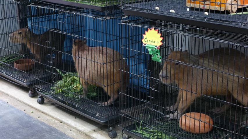capybaras small cages on market adorable Stock Footage Video (100% ...