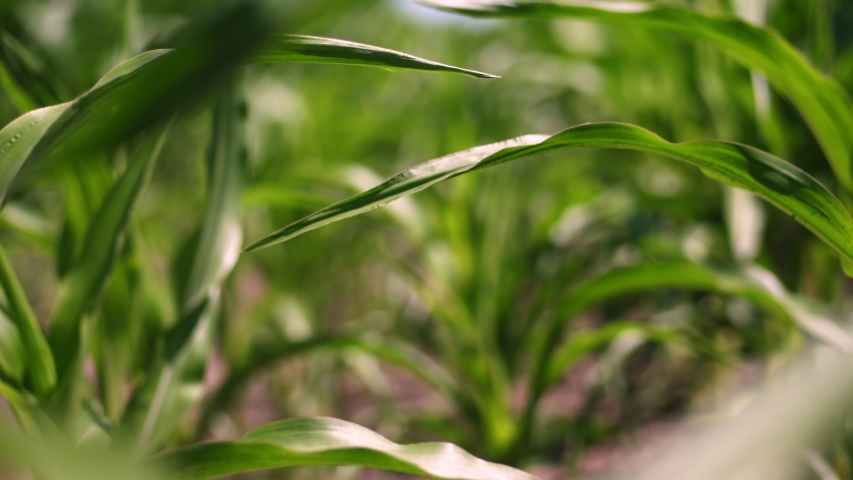 Maize Hybrid Stock Video Footage - 4K and HD Video Clips | Shutterstock