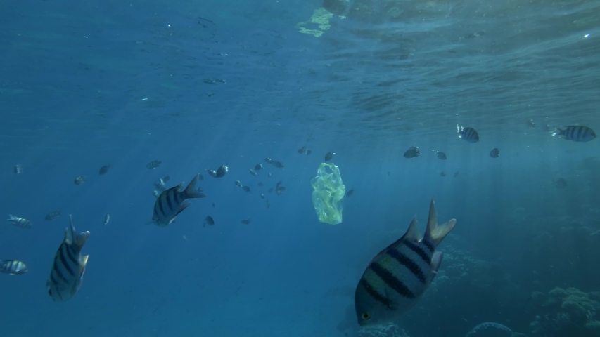 School sergeant fish Stock Video Footage - 4K and HD Video Clips ...