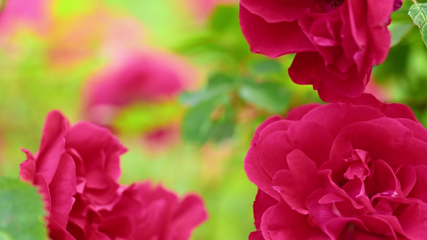 Red Blossom of Tea Rose. Stock Footage Video (100% Royalty-free ...