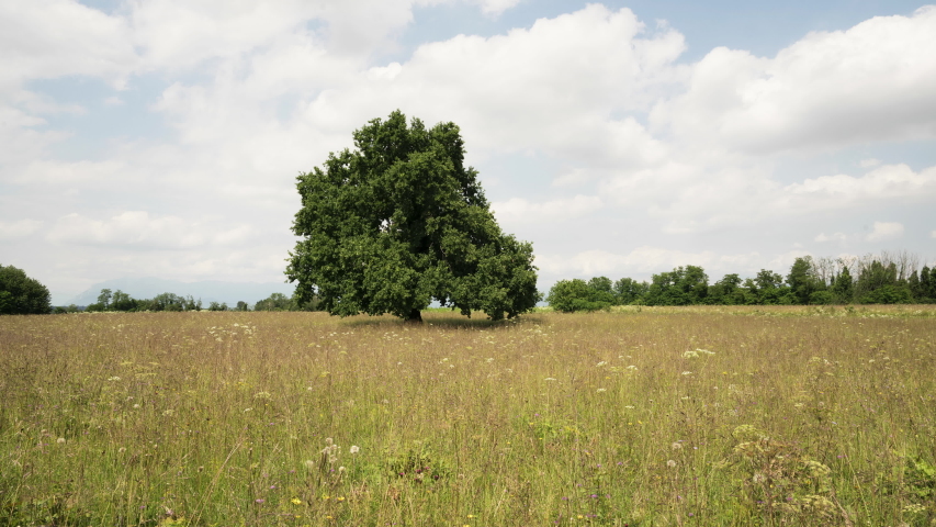 old oak tree meadow summer season Stock Footage Video (100% Royalty ...