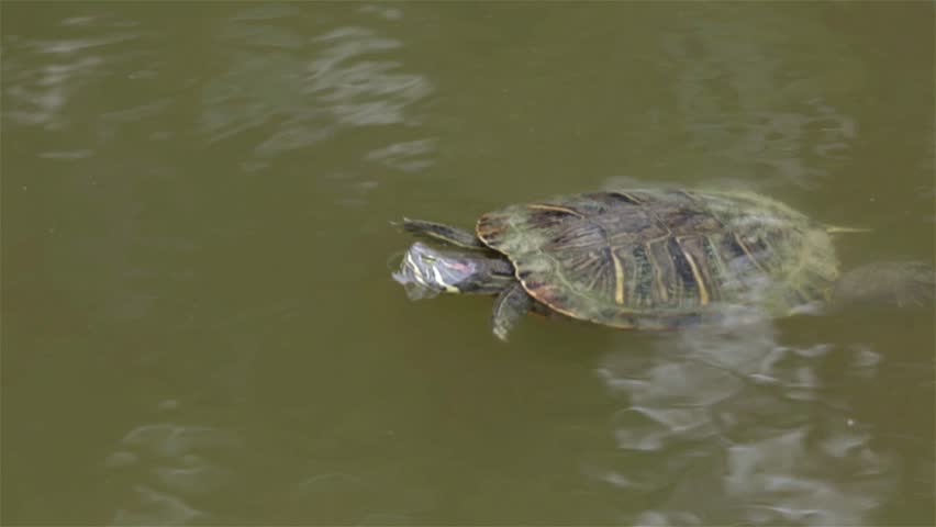 Small Turtle Swimming in a Stock Footage Video (100% Royalty-free ...