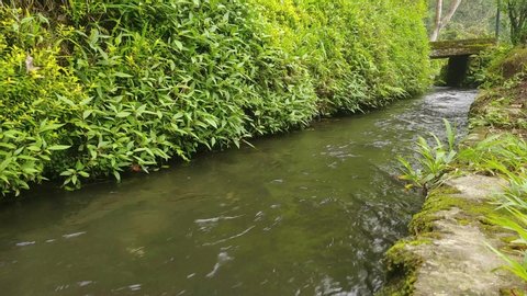 Small River Stream Around Tropical Rain Stock Footage Video (100% ...