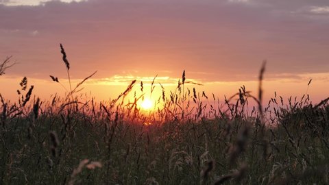 Beautiful Sunset On Grass Background Stock Footage Video (100% Royalty ...