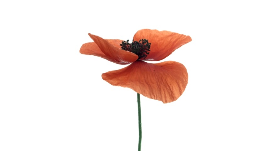 Poppy Head Stock Video Footage - 4K and HD Video Clips | Shutterstock