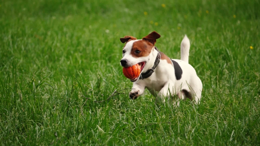 Go Fetch Stock Video Footage - 4K and HD Video Clips | Shutterstock