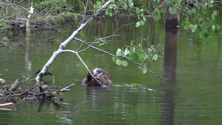 Beaver Eating Tree Stock Video Footage - 4K and HD Video Clips ...
