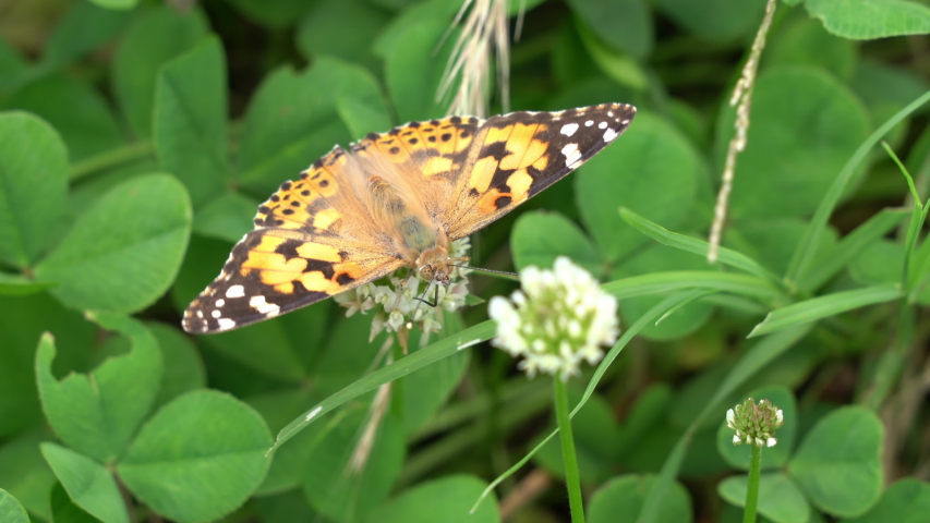 Lady Clover Stock Video Footage - 4K and HD Video Clips | Shutterstock