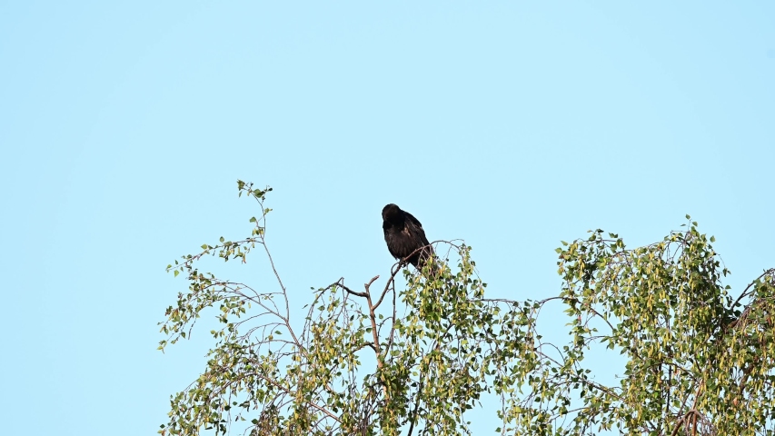 Cute Crow Stock Video Footage - 4K and HD Video Clips | Shutterstock