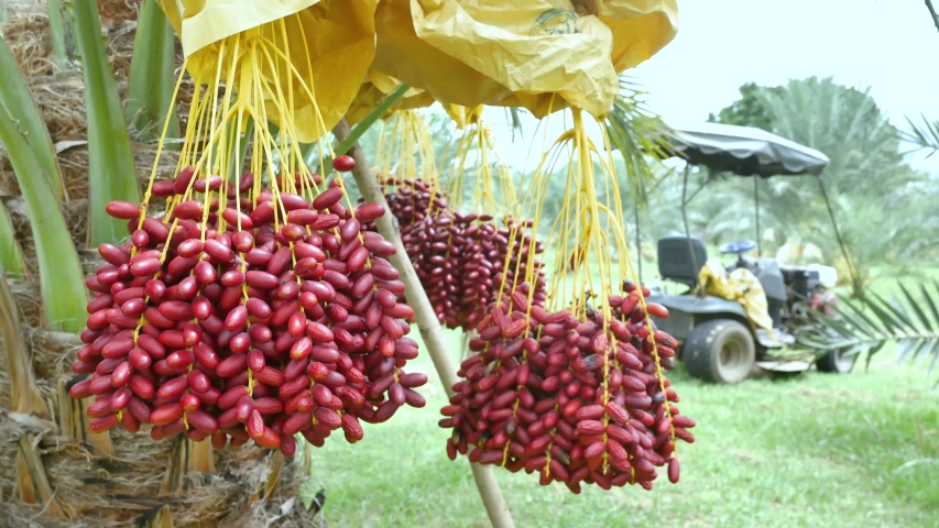 ripe dates on date palm tree Stock Footage Video (100% Royalty-free ...