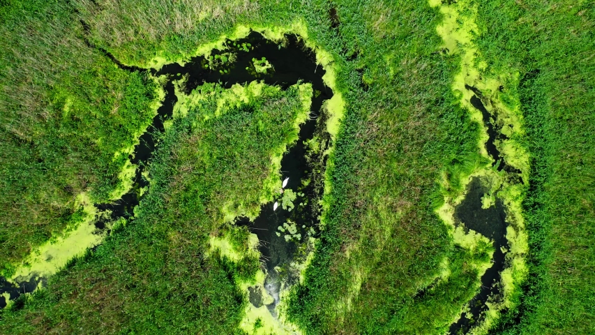 aerial view blooming algae on river Stock Footage Video (100% Royalty ...
