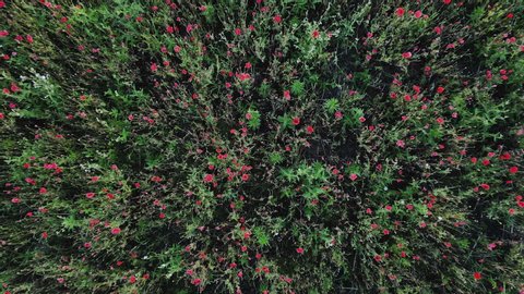 3,525 Birds Eye View Of Flowers Stock Video Footage - 4K and HD Video ...