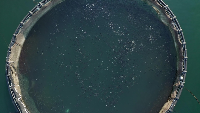 Bass Swimming Stock Video Footage - 4K and HD Video Clips | Shutterstock