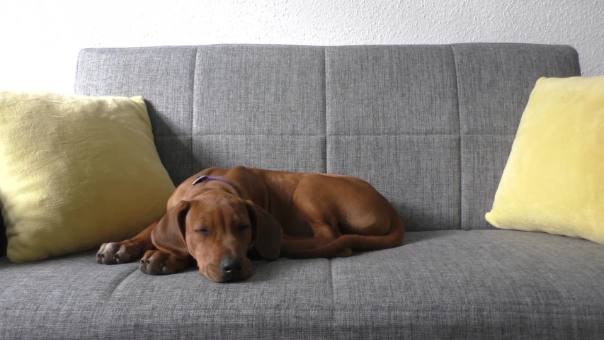 Rhodesian Ridgeback Stock Video Footage - 4K and HD Video Clips ...