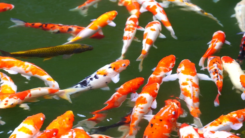 group koi jinli nishikigoi brocaded carp Stock Footage Video (100% ...