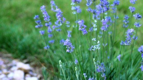 Beautiful Lavender Flowers Sunset Garden Lavender Stock Footage Video ...