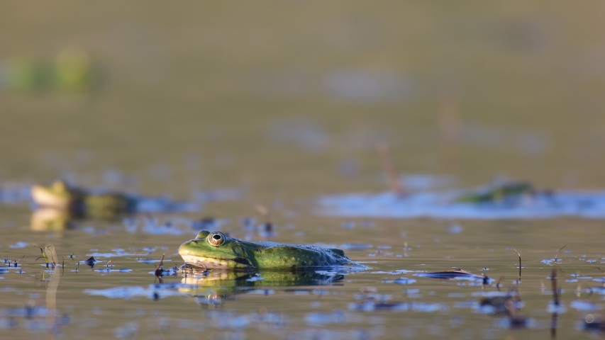 Croak Stock Video Footage - 4K and HD Video Clips | Shutterstock